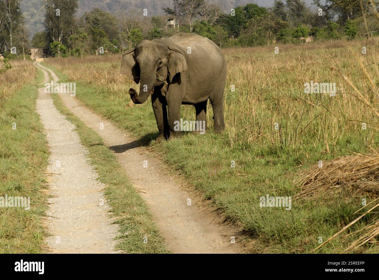 Elephant crossing path at jim corbett national park Garhwal ...