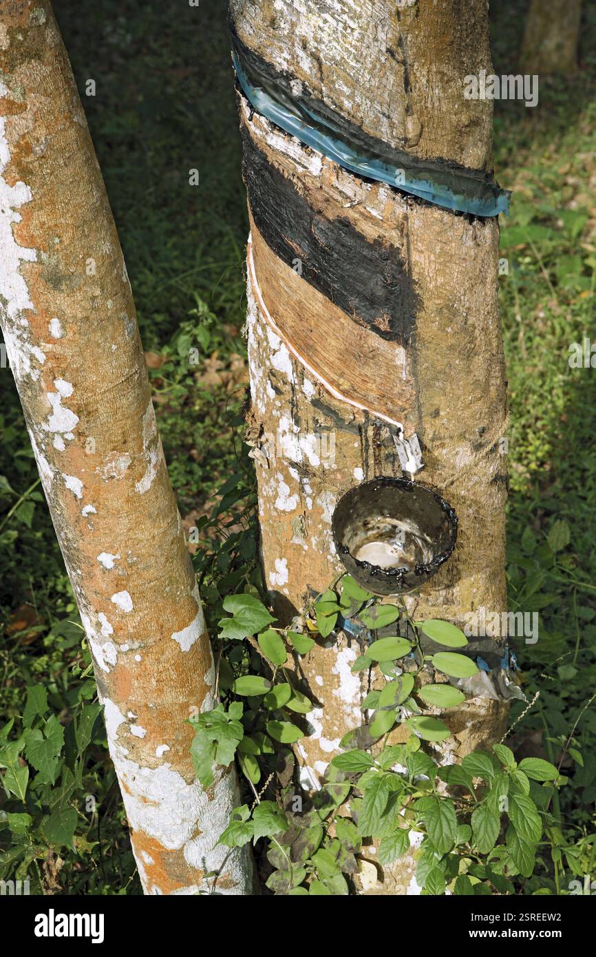 Raw rubber ficus elastica collected from rubber plant, Kottayam, Kerala ...