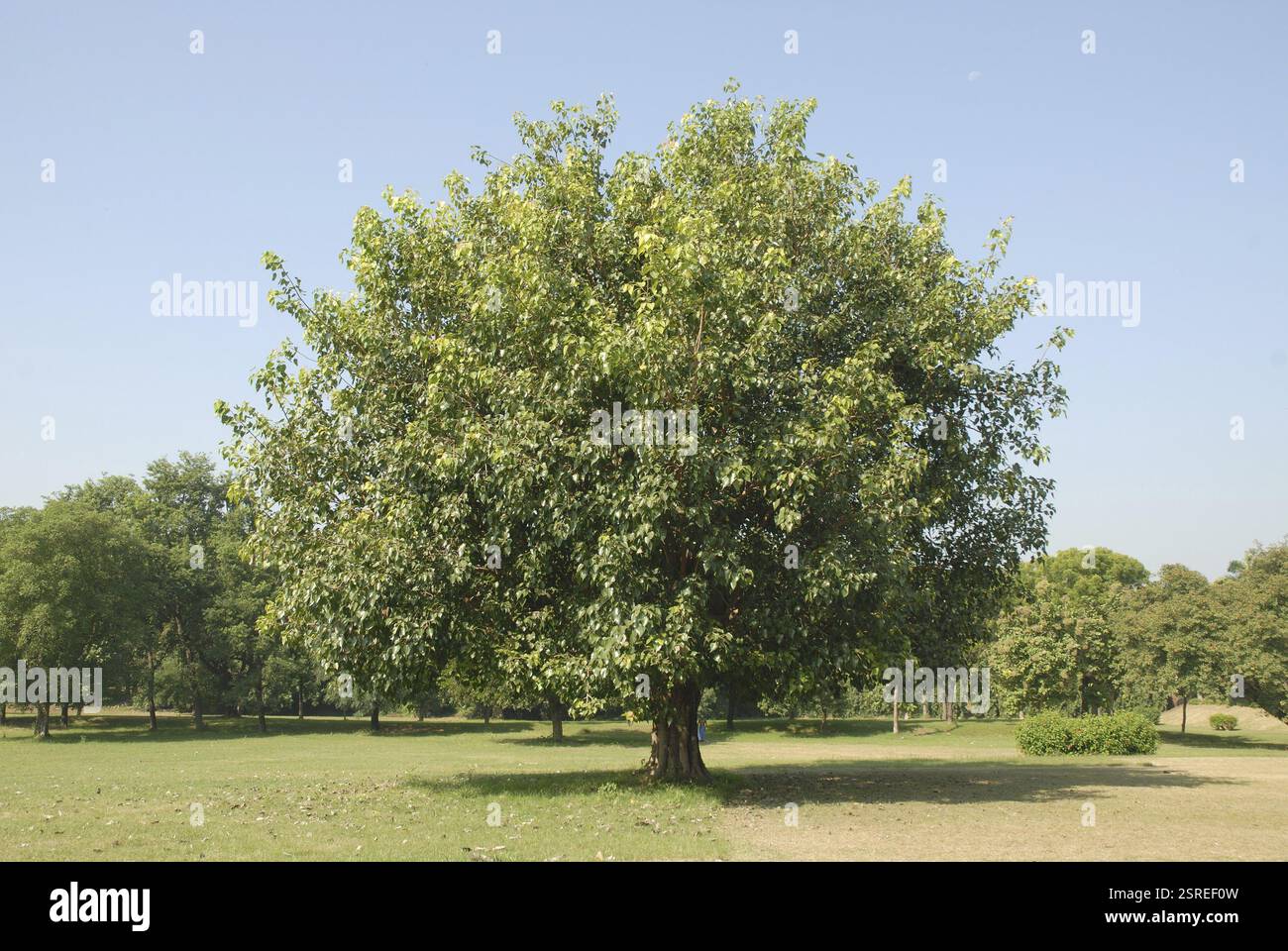Pipal ficus religiosa tree at Nalanda, Bihar, India World Heritage ...