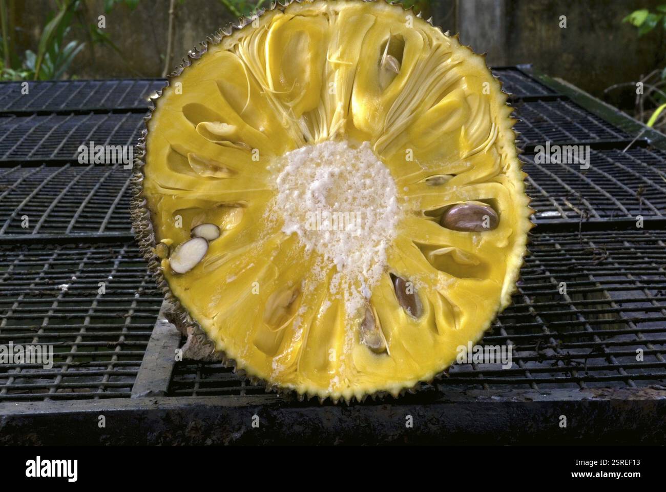 Jackfruit ripened cut half Trivandrum Kerala India Asia Stock Photo - Alamy