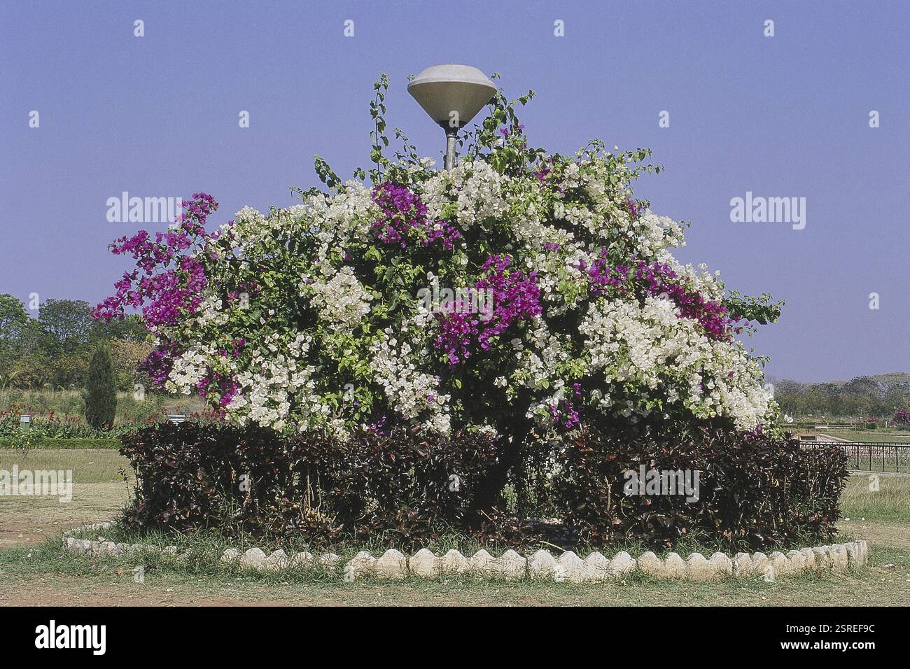 Round of flowers at Sant Dnyaneshwar Udyan, Paithan, Maharashtra, India ...