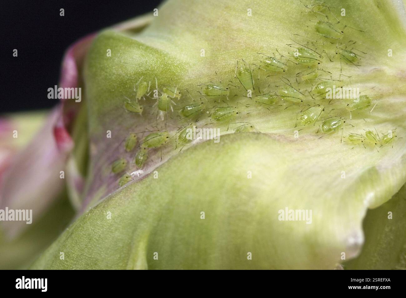 Green aphids and tulip Stock Photo - Alamy