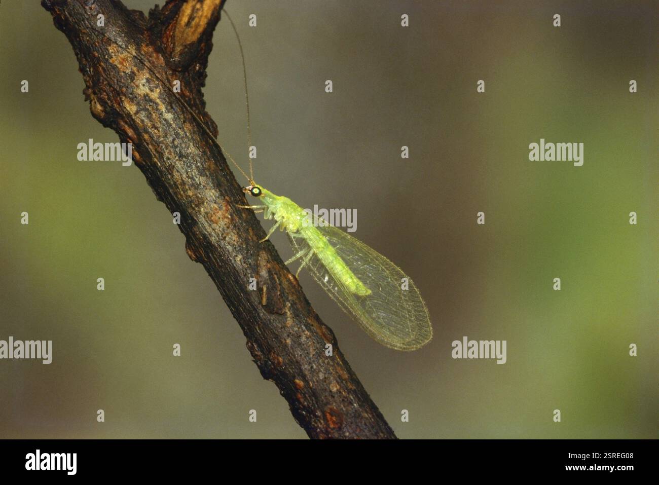 Insects, Indian common lacewing eats aphids beneficial Stock Photo - Alamy
