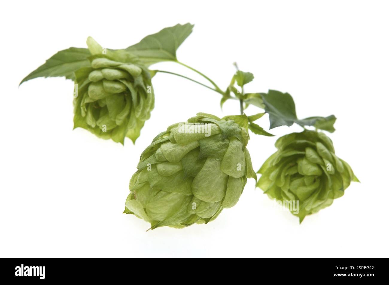 Detail of hop cone and leaves on white background Stock Photo - Alamy