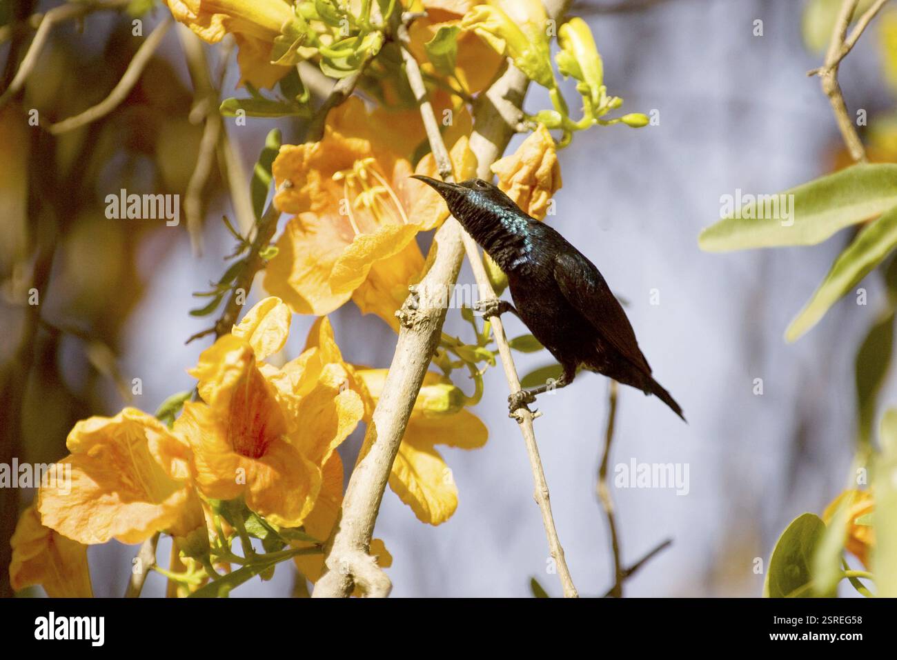 Birds, male purple sunbird cinnyris asiaticus on flower, Ranthambore ...
