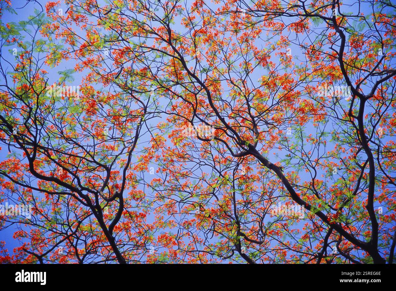 Gul Mohur tree delonix regia, Bombay Mumbai, Maharashtra, India, Asia ...