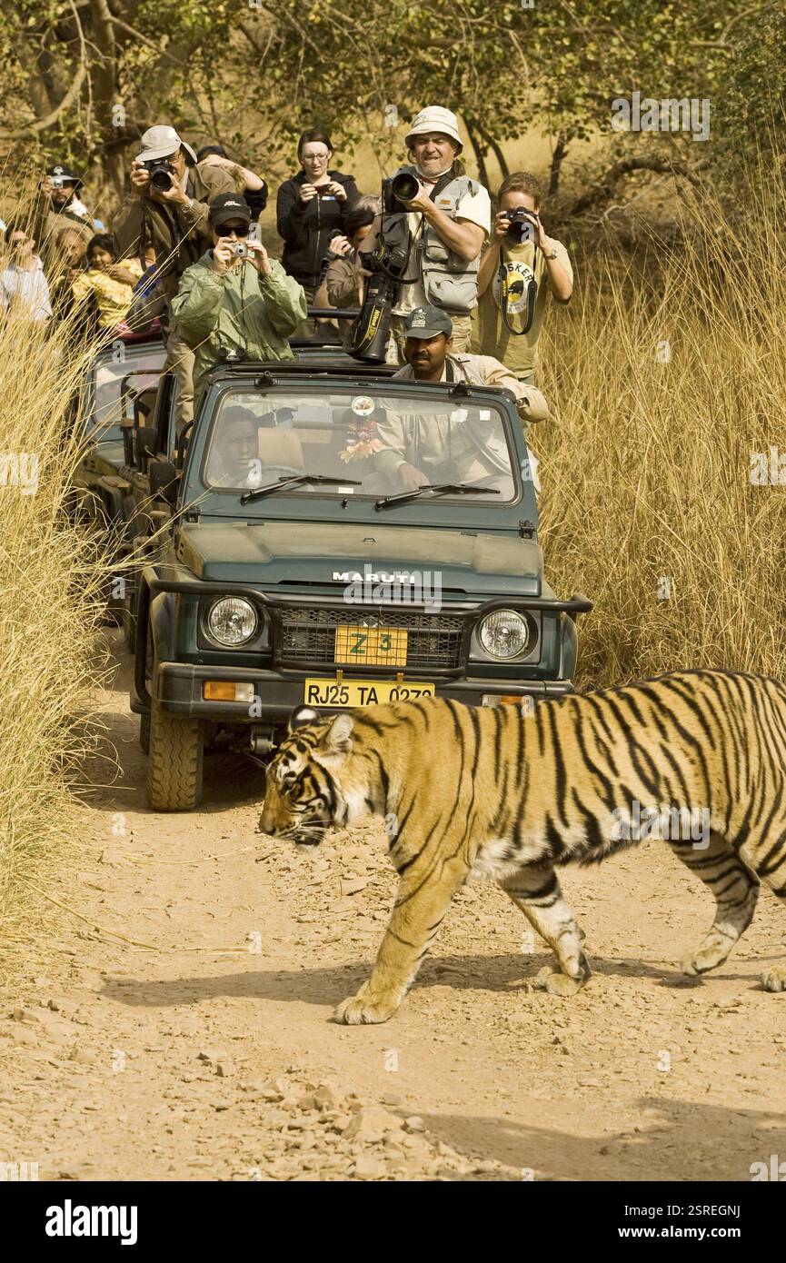 Tiger panthera tigris photography by tourist in jeep, Ranthambore tiger ...