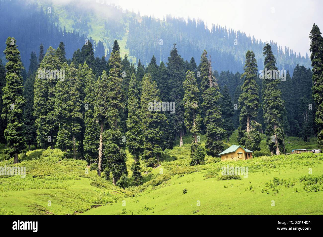 Meadows and pine trees, Doodhpathri, Budgam, Kashmir, India, Asia Stock ...
