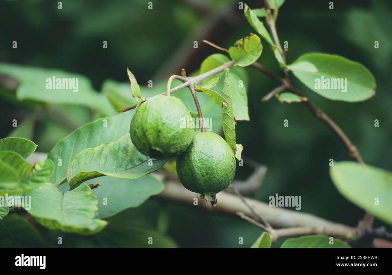 Fruits, guava on tree, Pune, Maharashtra, India, Asia Stock Photo - Alamy