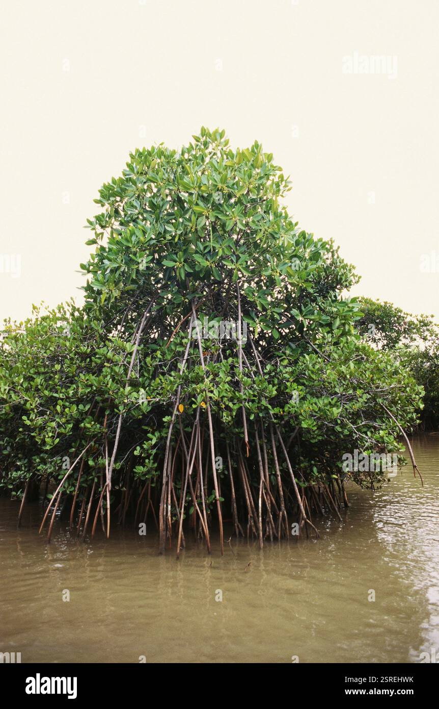 Pichavaram Mangrove forest finest in country, Tamil Nadu, India, Asia ...