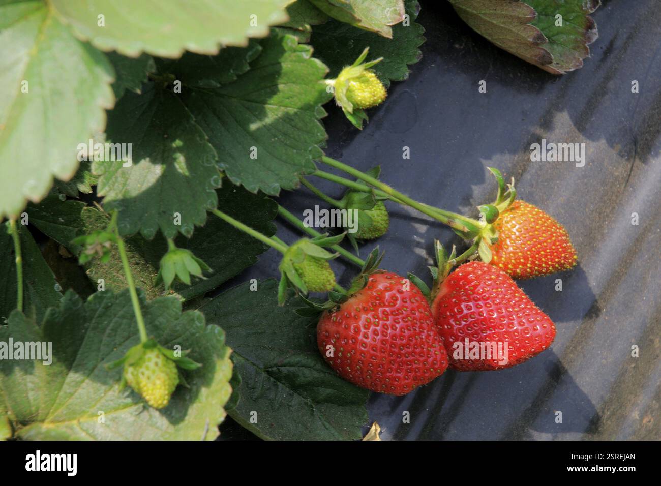 Fruits, strawberries growing on plant, Mahabaleshwar Mahableshwar ...