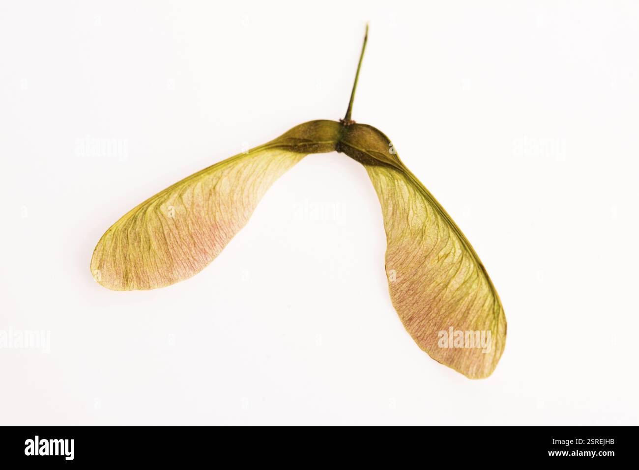 Two winged maple seeds attached to the stem Stock Photo - Alamy