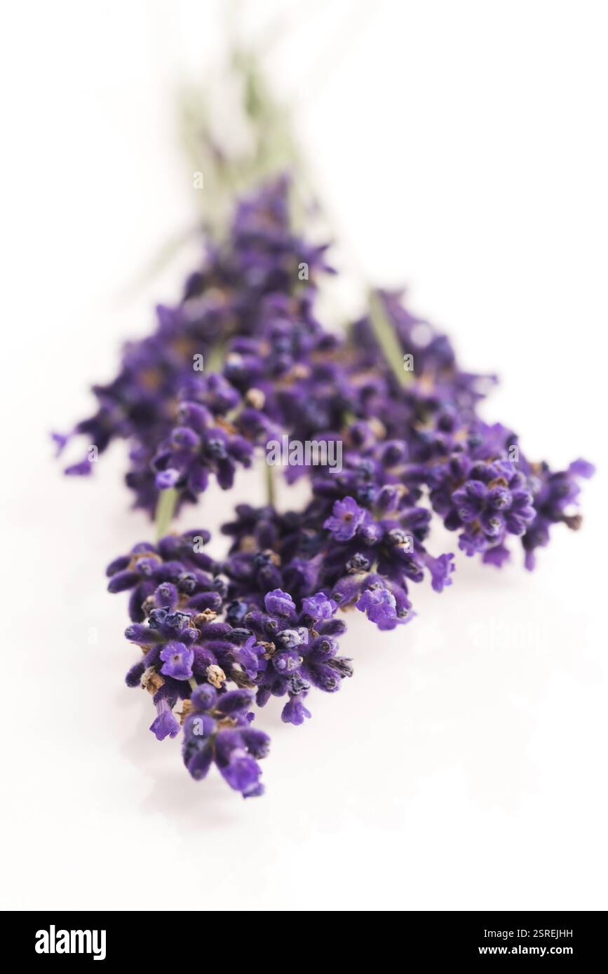 Beauty of lavender Cut Out Stock Images & Pictures - Alamy