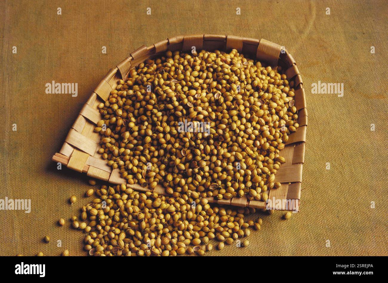 Indian spices, coriander seeds coriandrum sativum in winnowing basket, India, Asia Stock Photo ...
