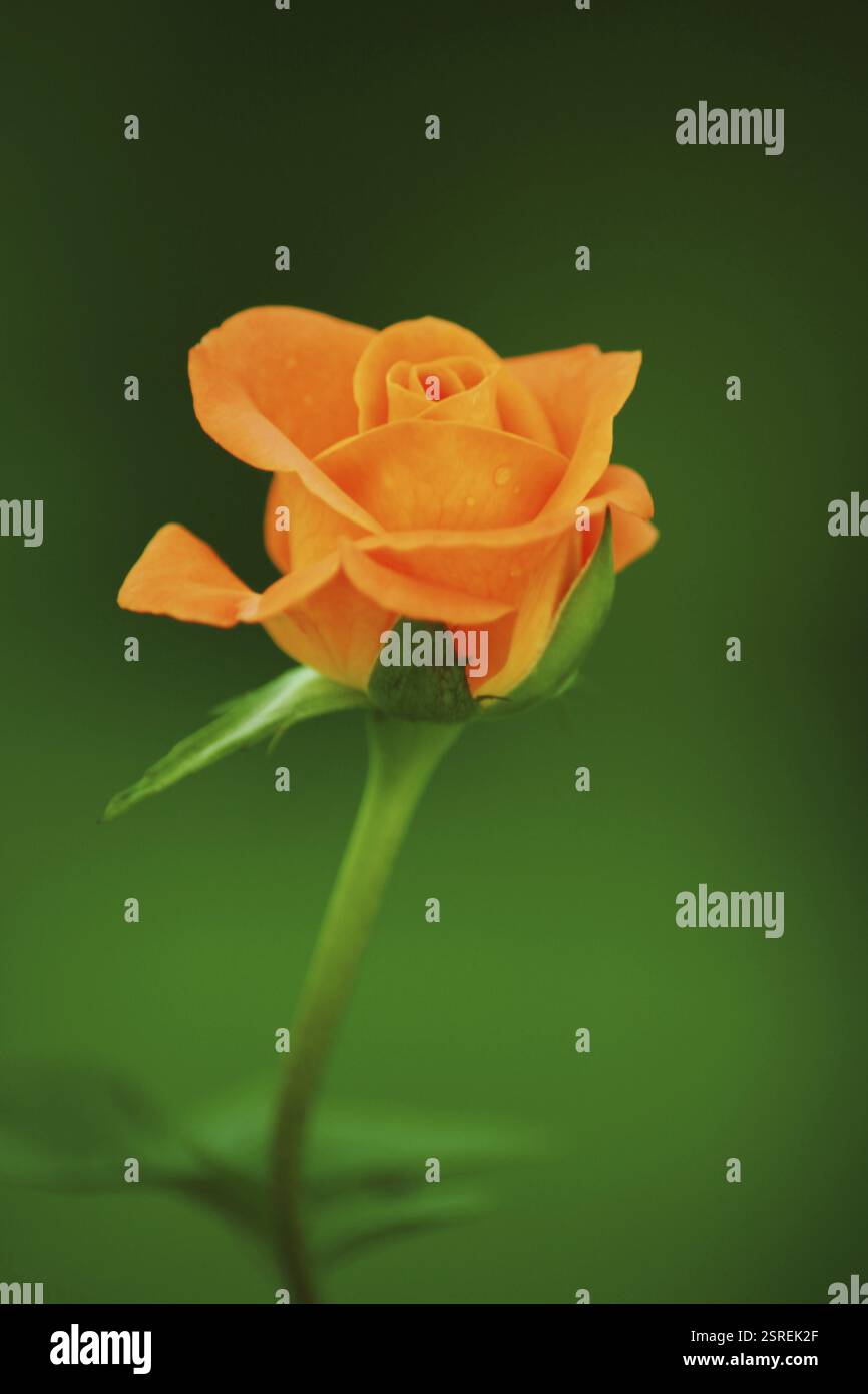 Orange rose flower, araku, andhra pradesh, India, Asia Stock Photo - Alamy