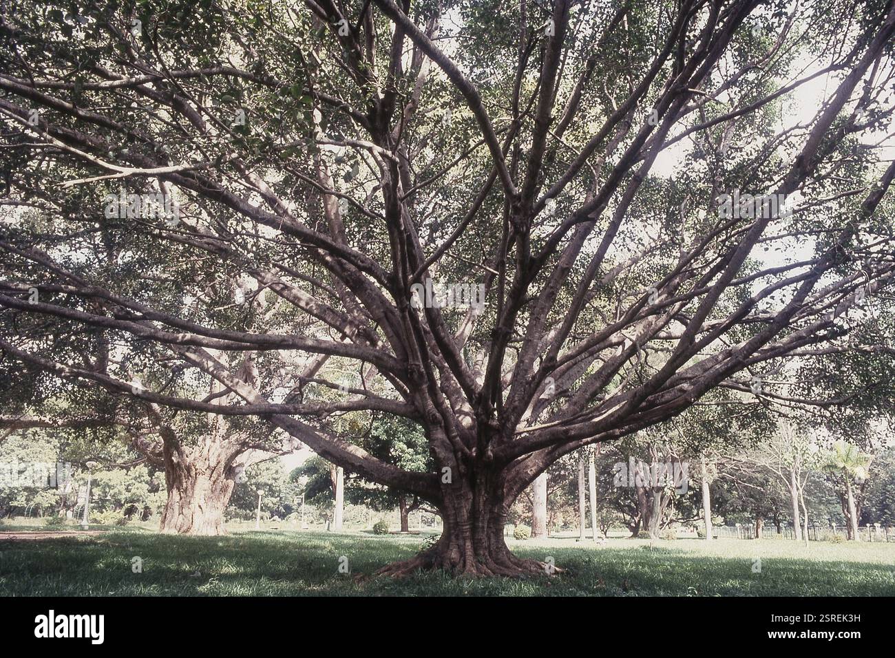 Trunk and branches of tree, Lal Bagh, Bangalore, Karnataka, India, Asia ...