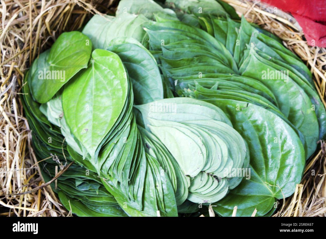Betel leaves, India, Asia Stock Photo - Alamy