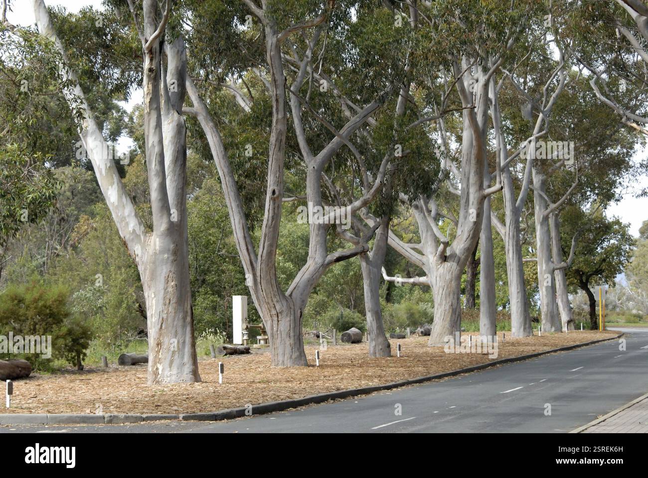Eucalyptus trees, Perth, Australia, Oceania Stock Photo - Alamy