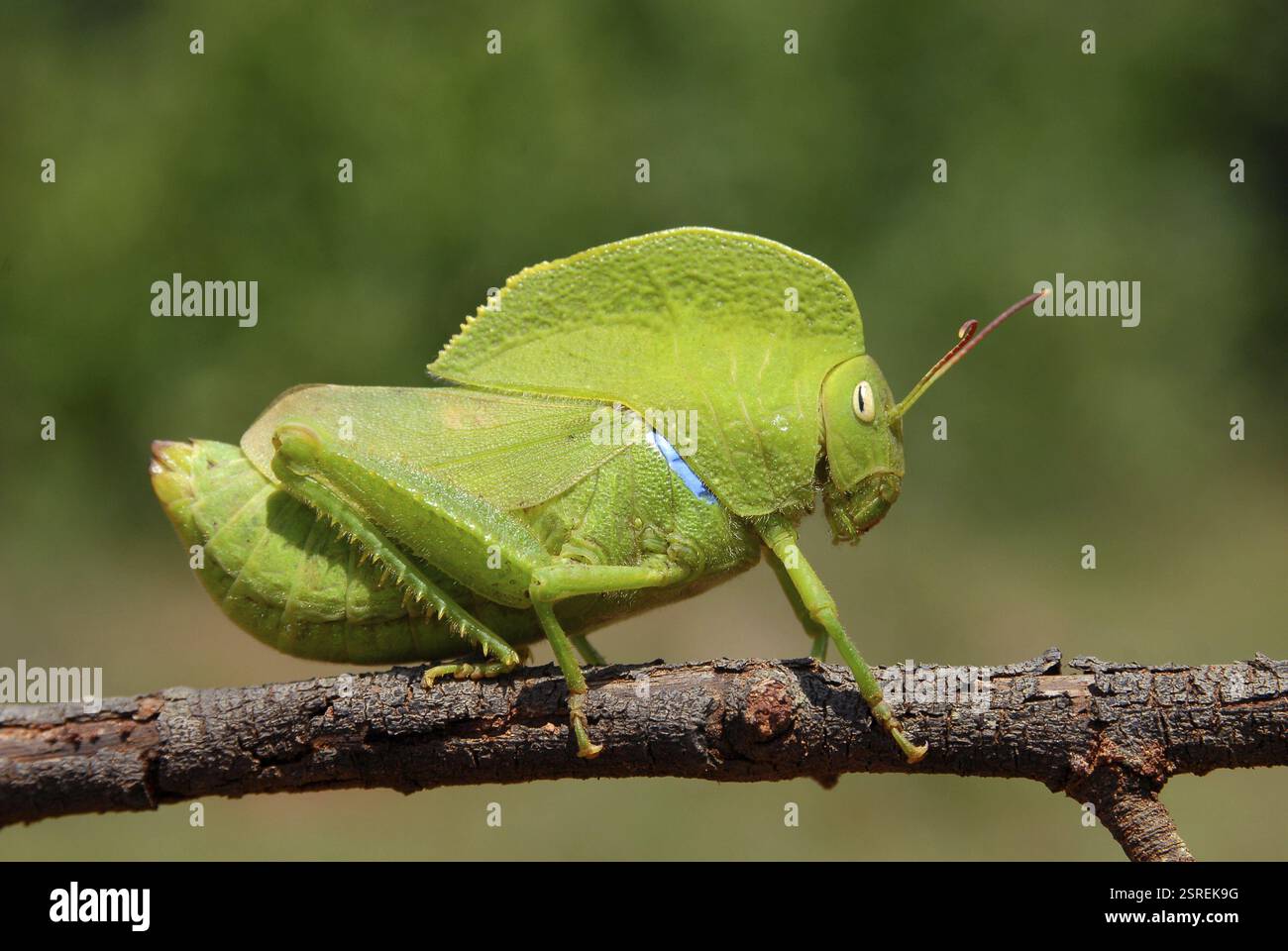 Hooded grass hopper hi-res stock photography and images - Alamy