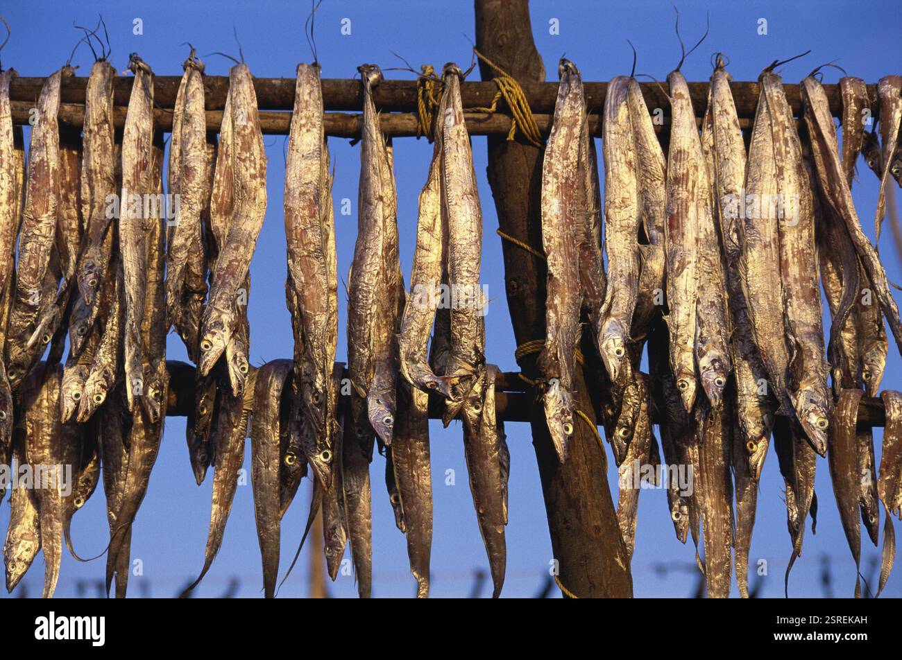 Rows of dry fish eel at Alibaug beach, Raigad, Maharashtra, India, Asia Stock Photo - Alamy