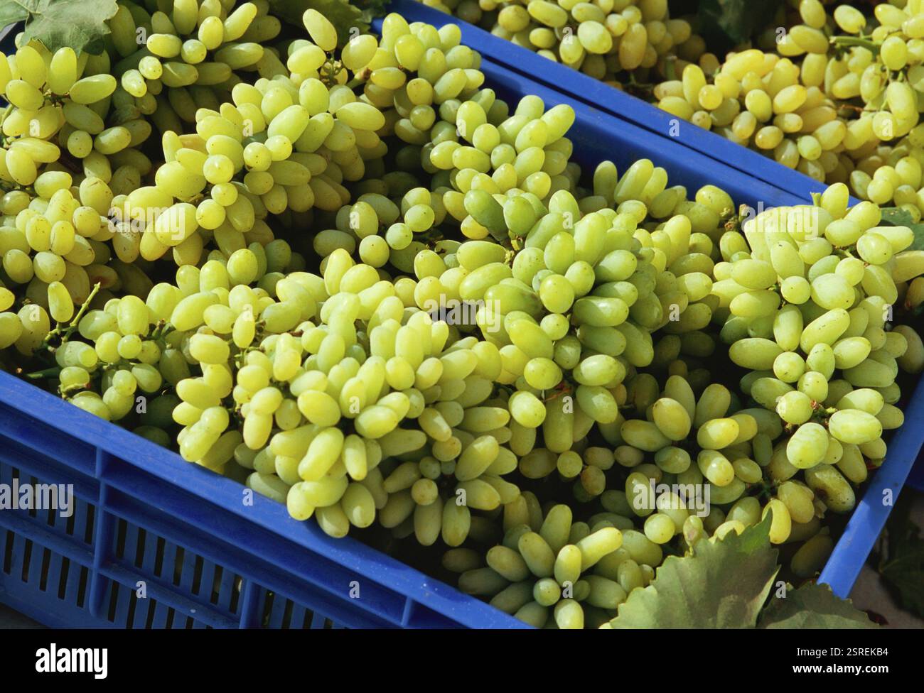 Fruits, grapes in bucket, Nasik, Maharashtra, India, Asia Stock Photo ...
