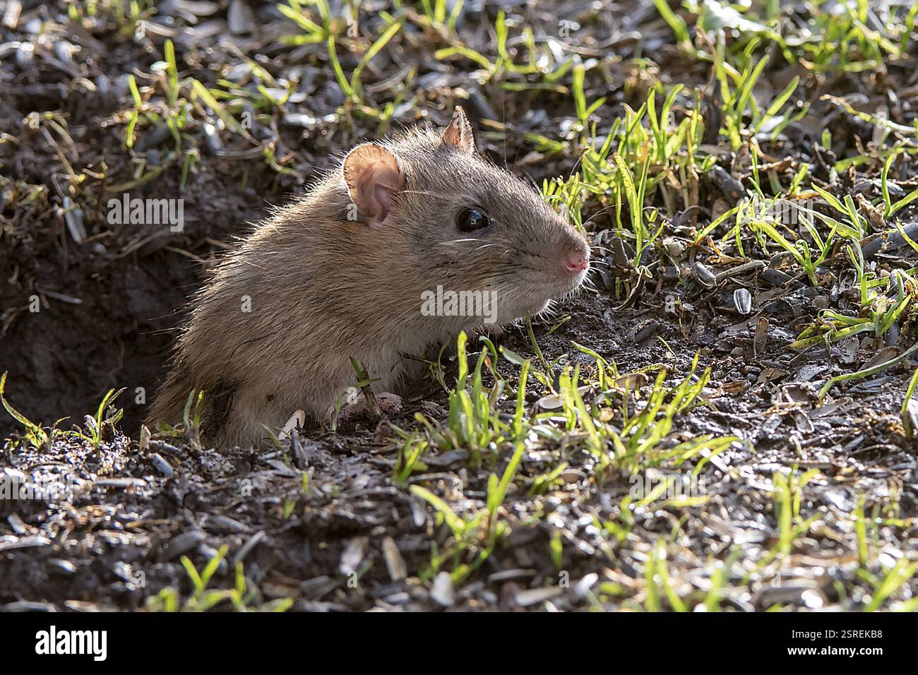 Norway rat, animals, mammals, (Rattus norwegicus), rat, rats, family of ...