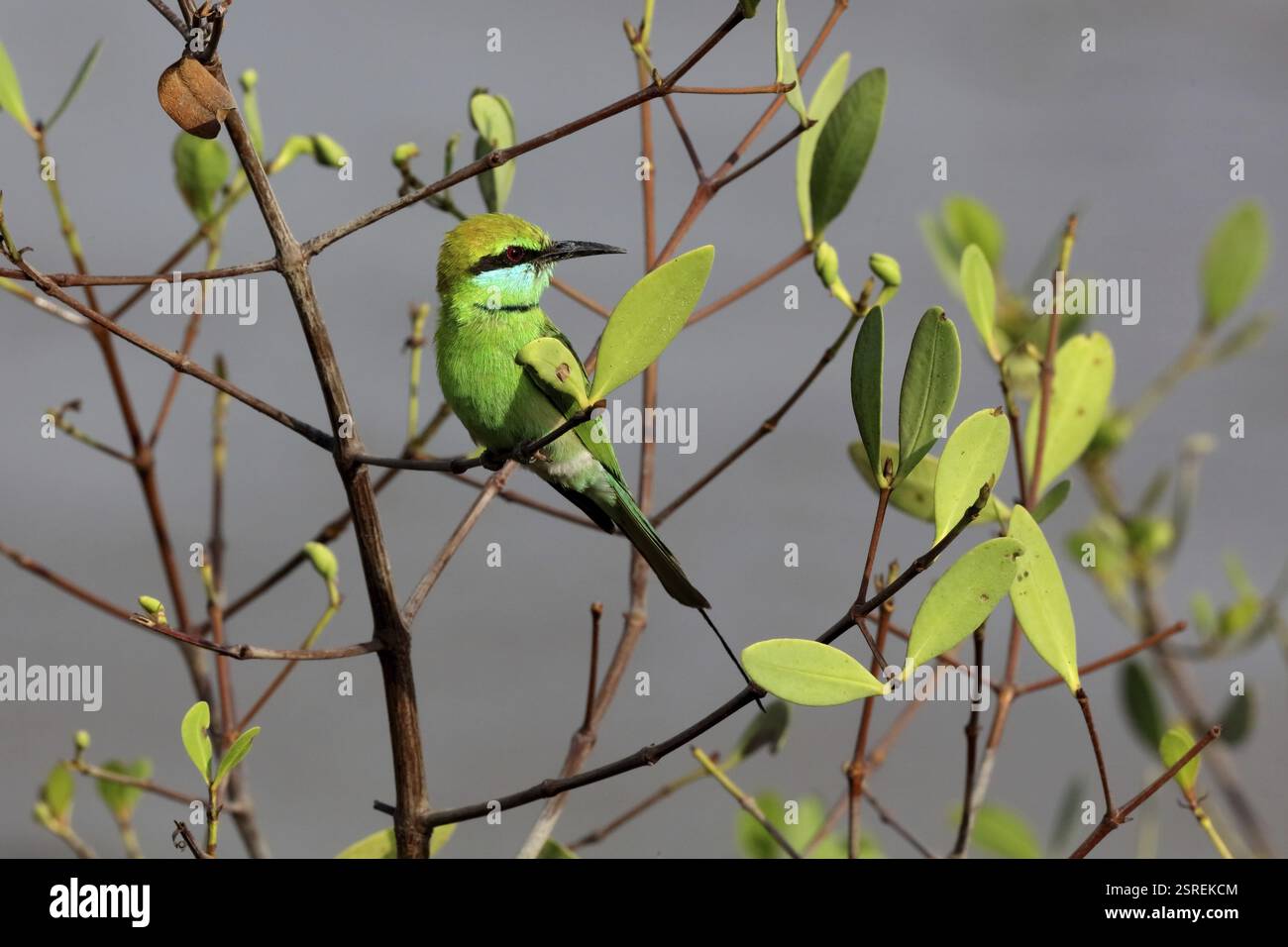 Little green bee eater, tapi river, Surat, Gujarat, India, Asia Stock ...