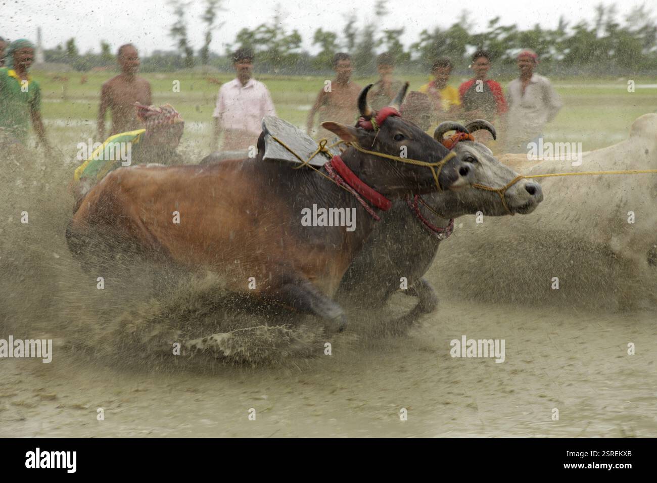Bull race, west bengal, india, asia Stock Photo - Alamy