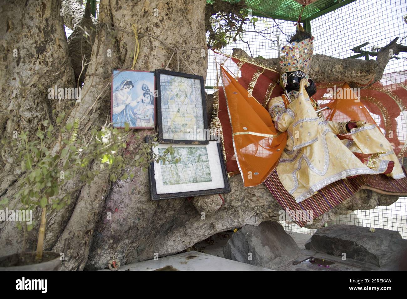 Kadamba tree in vrindavan, uttar pradesh, india, asia Stock Photo - Alamy