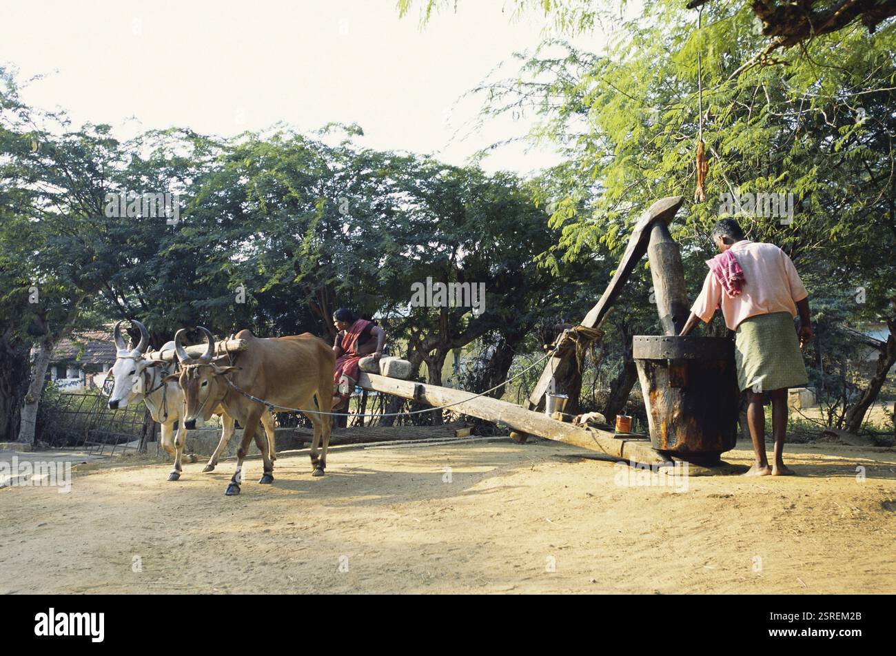 Sekku traditional wooden oil extractor, Tamil Nadu, India, Asia Stock ...