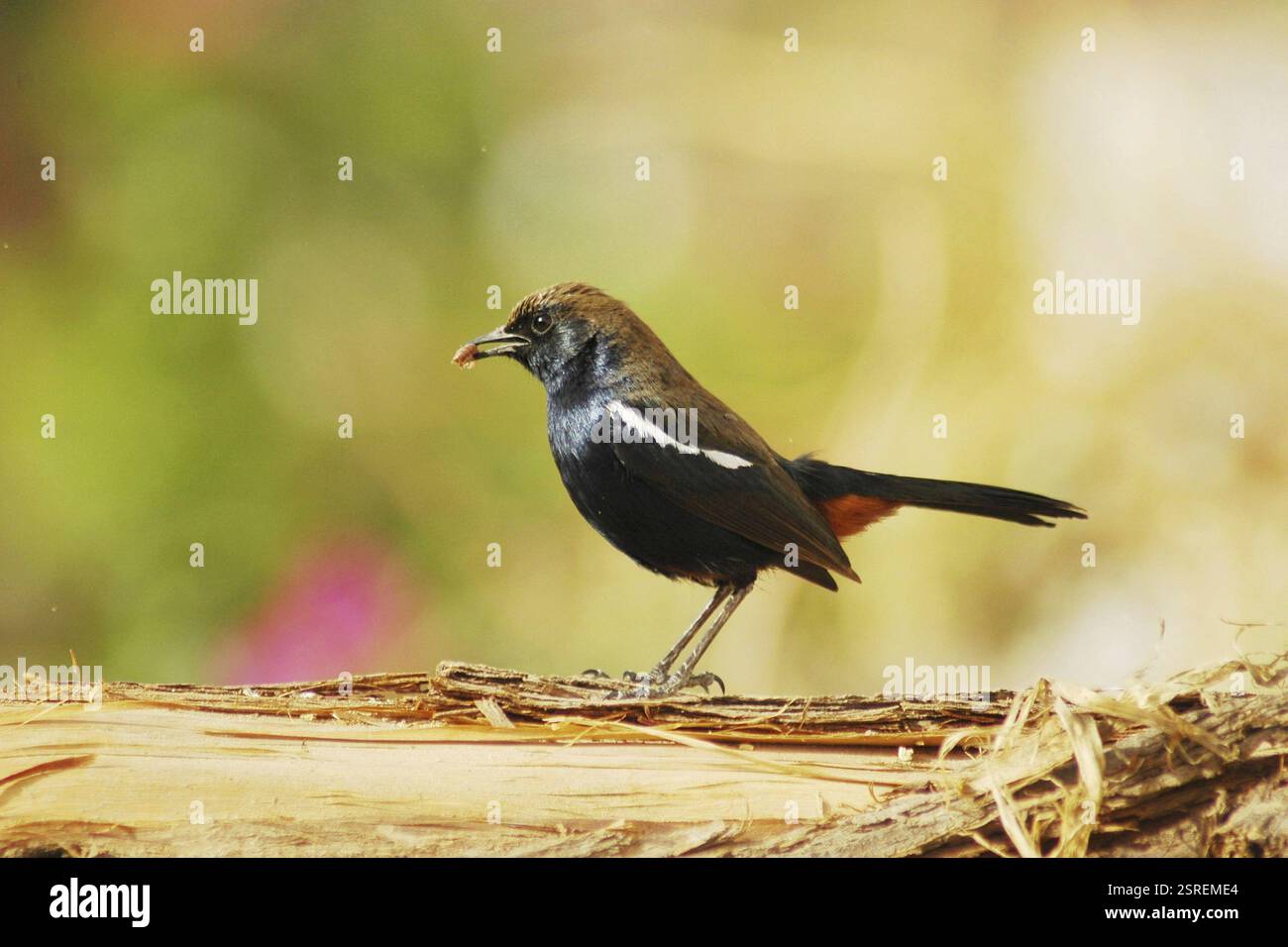 Birds, Indian Robin (Saxicoloides fulicata), Jodhpur, Rajasthan, India ...