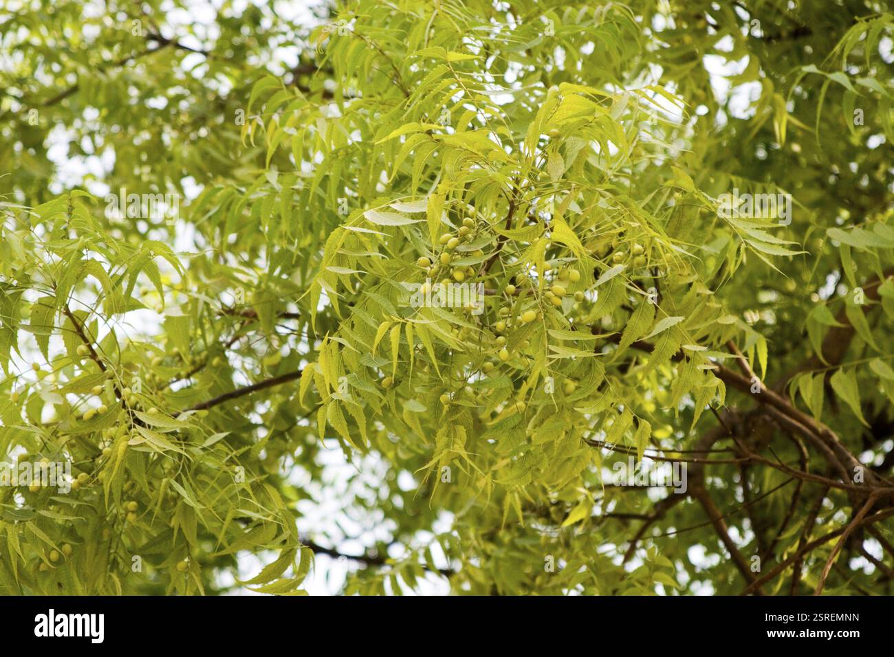 Neem nimba azadirachta indica, India, Asia Stock Photo - Alamy