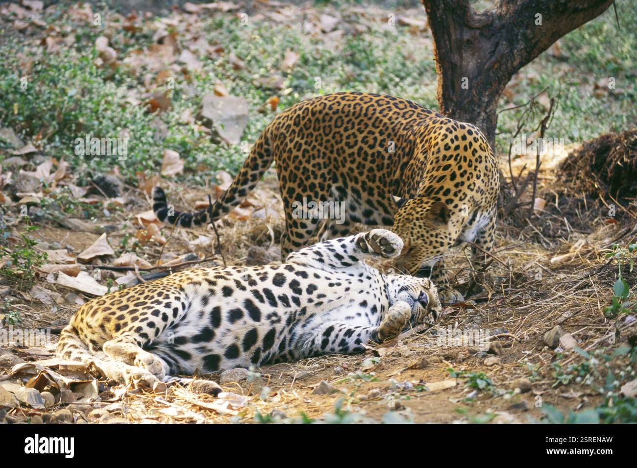 Leopard or panther panthera pardalis couple, India, Asia Stock Photo ...