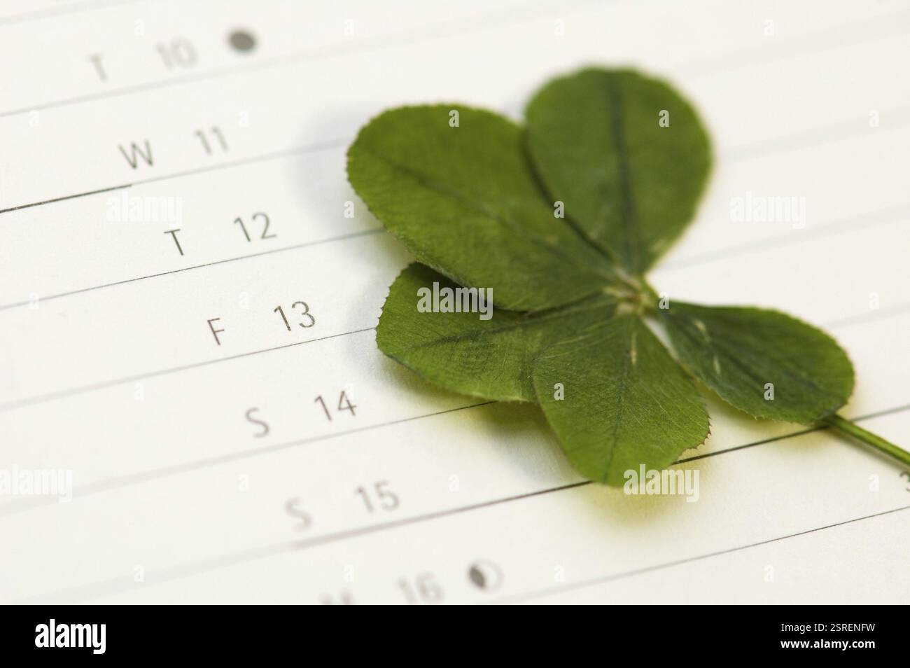 Five Leaf Clover and 13 Friday Stock Photo - Alamy
