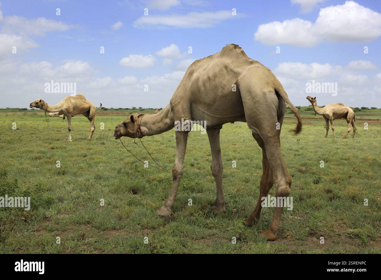Camels grazing, Gujarat, India, Asia Stock Photo - Alamy
