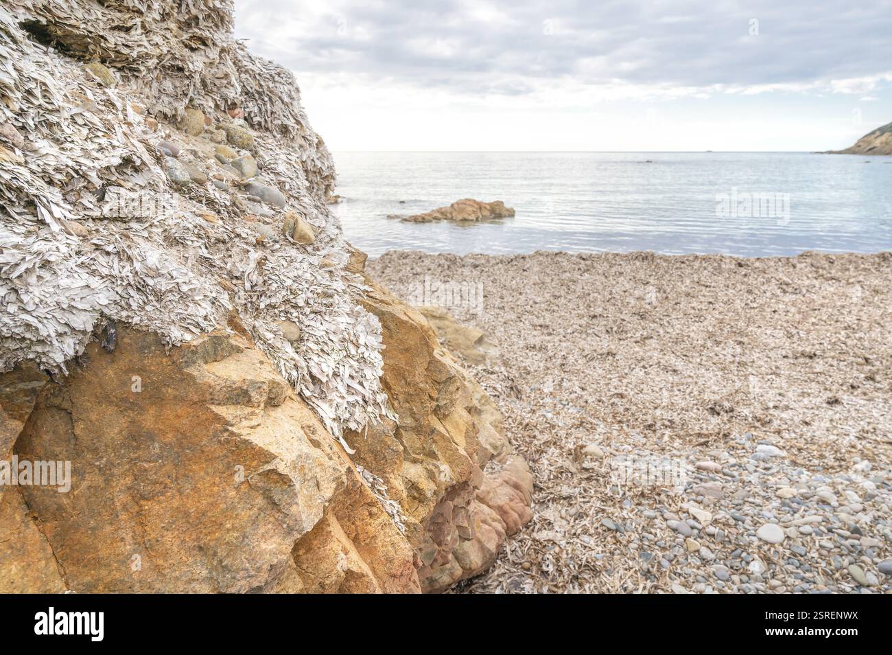 Layers of seagrass on rock at the pebble beach bay of Plage de Stagnoli ...