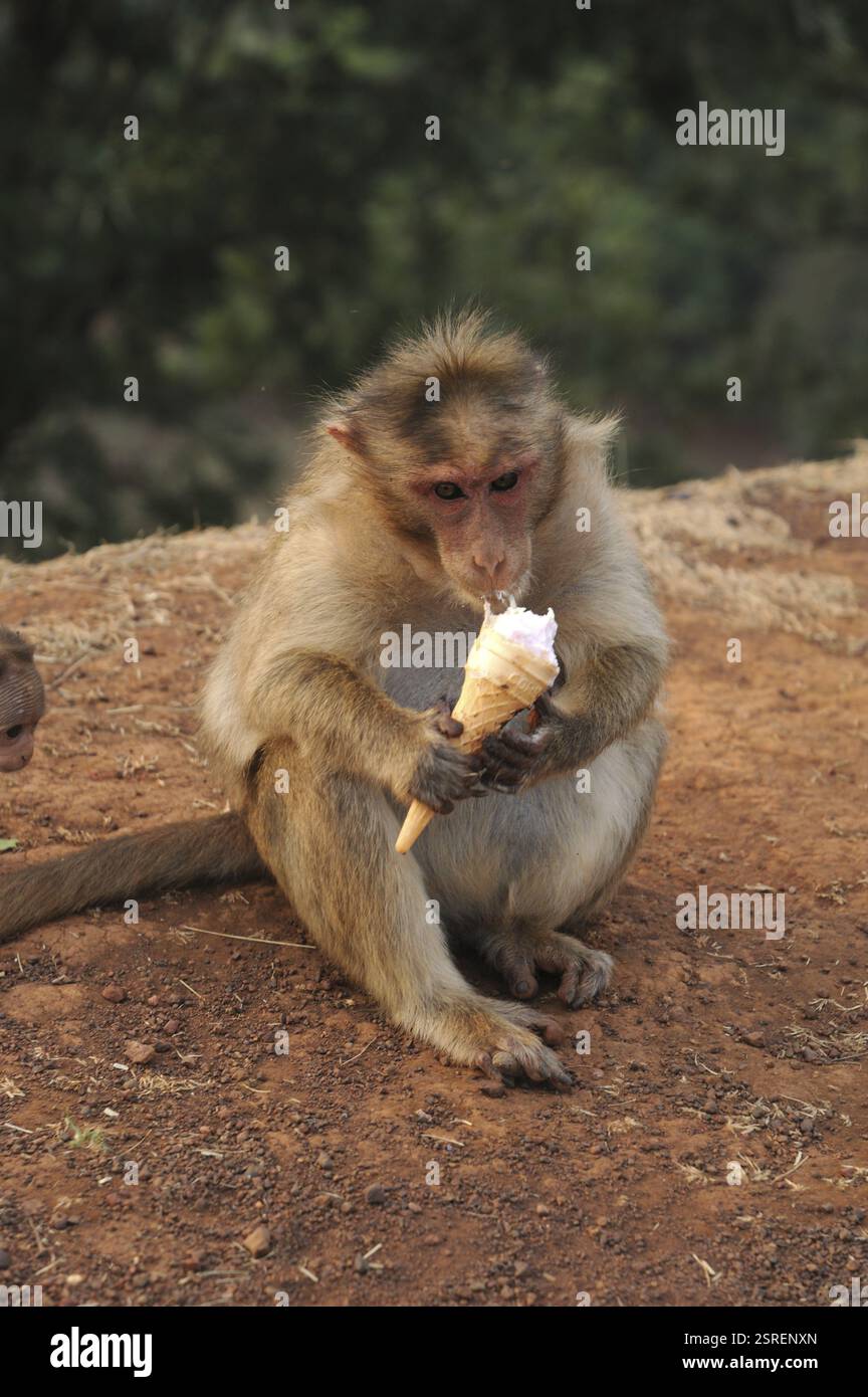 Monkey eating Ice Cream, Panchgani, Maharashtra, India, Asia Stock ...