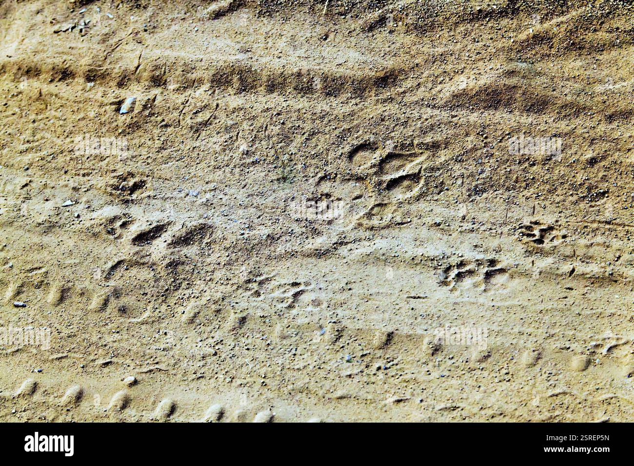 Tiger pug marks, Tadoba Wildlife Sanctuary, Chandrapur, Maharashtra ...