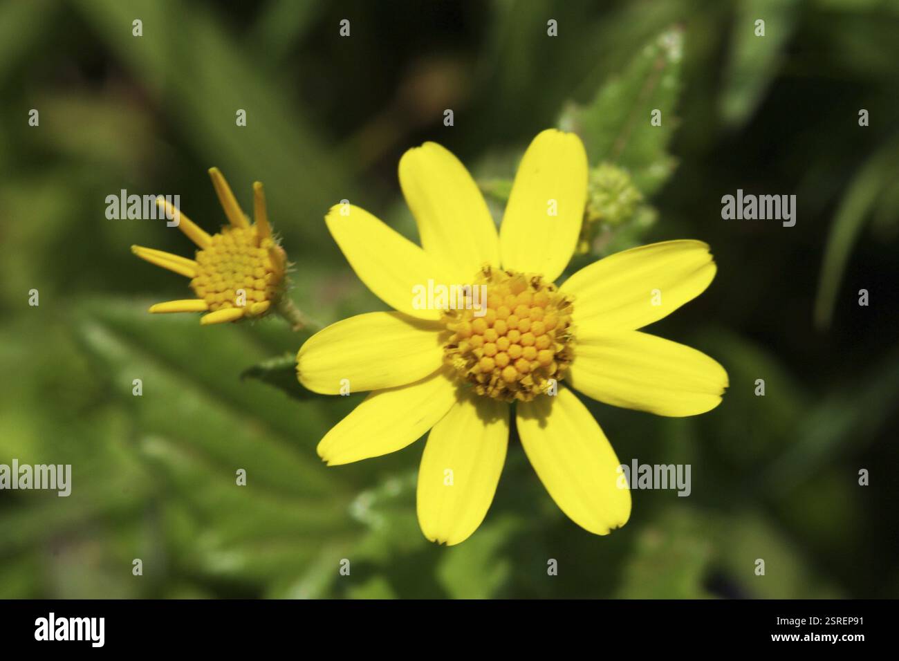 Sonki (Senecio bombayensis), Kas Plateau, Satara, Maharashtra, India ...