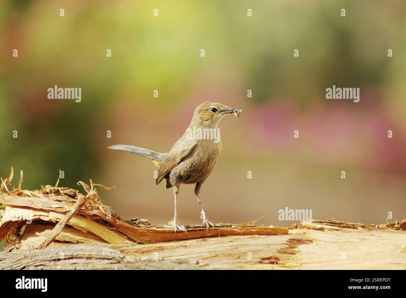 Birds, Indian Robin (Saxicoloides fulicata), Jodhpur, Rajasthan, India ...