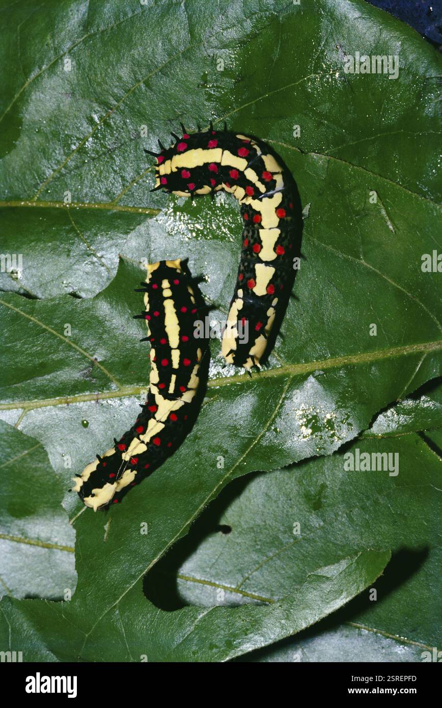 Insects, caterpillars of common mime butterfly Chilasa Clytia ...
