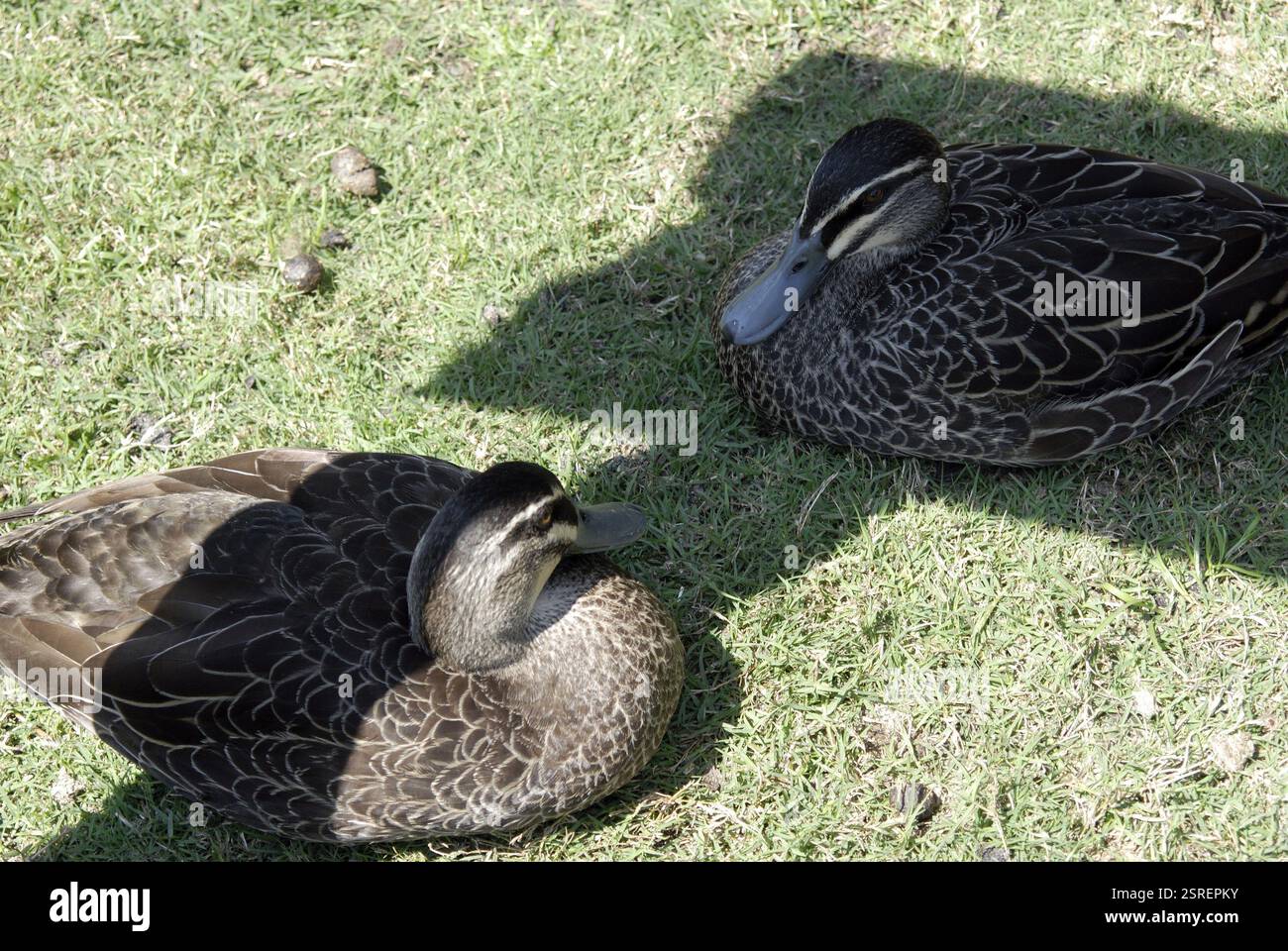 Birds in oceania hi-res stock photography and images - Alamy