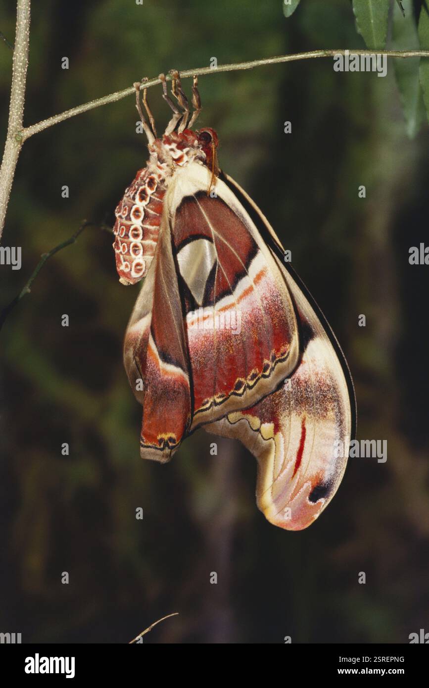 Insects, newly emerged moth atlas moth attacus atlas world's largest ...