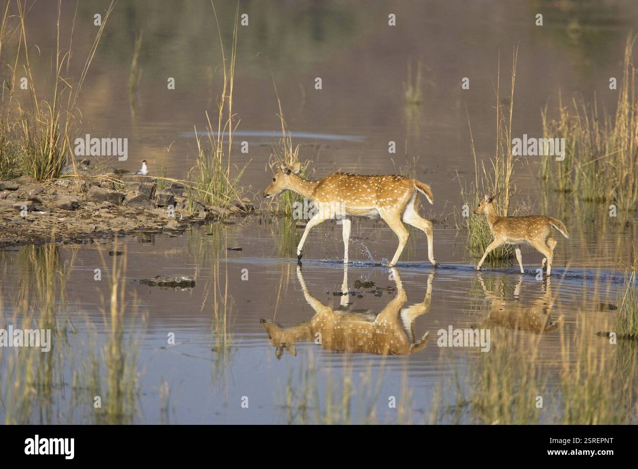 Chital or spotted deer axis axis with fawn walking in water ...