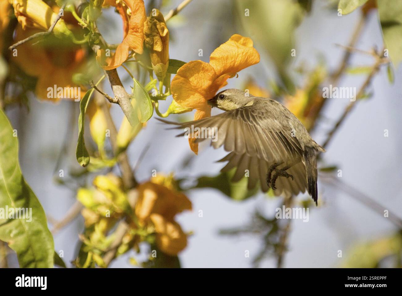Sunbird flight hi-res stock photography and images - Alamy