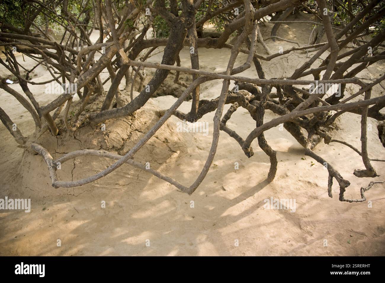 Tree in nidhivan, vrindavan, uttar pradesh, india, asia Stock Photo - Alamy