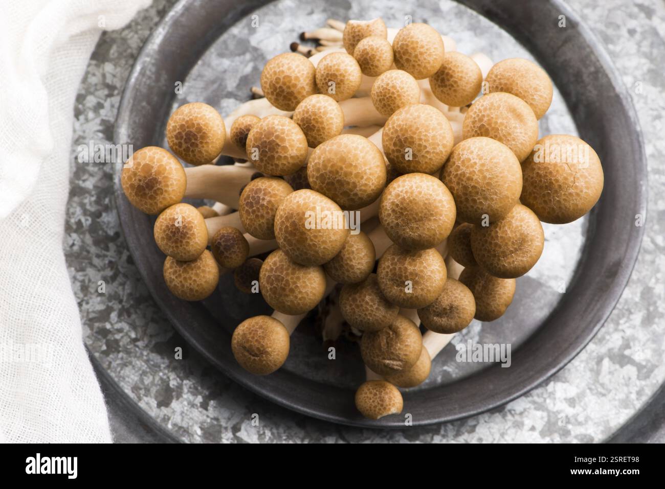 Brown beech mushrooms, Shimeji mushroom Stock Photo - Alamy