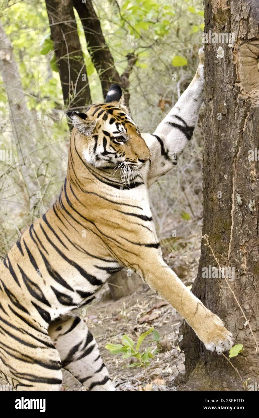 Tiger scratching on tree hi-res stock photography and images - Alamy
