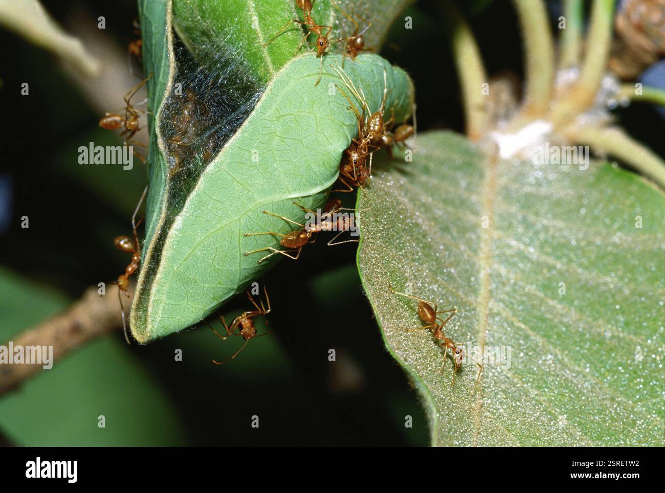 Insects, ants tailor weaver oecophyla smaragdine Stock Photo - Alamy