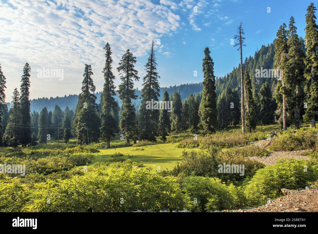 Meadows and pine trees, Doodhpathri, Budgam, Kashmir, India, Asia Stock ...